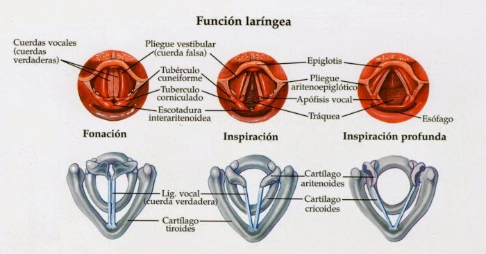 Las bases del canto: Clase 2. El aparato fonador