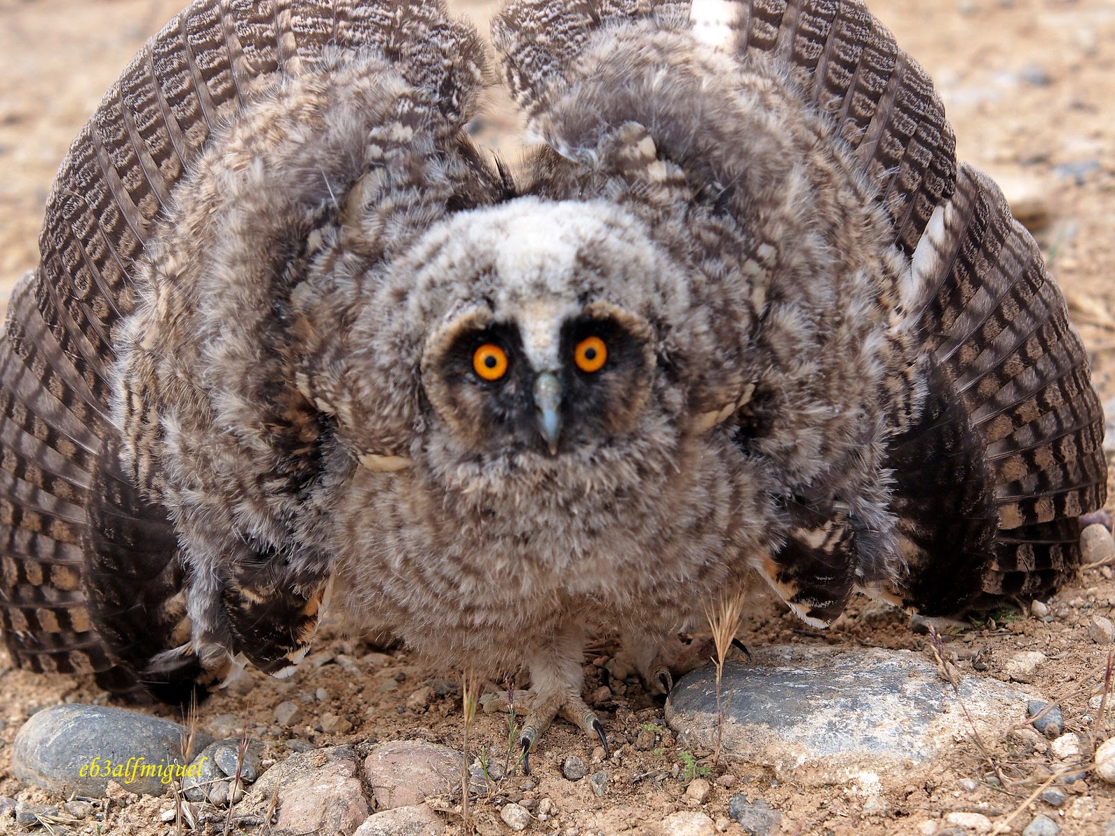 Miguel fotografia: MIS AMIGOS LOS BUHITOS