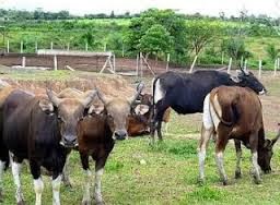 KARAKTERISTIK SAPI BALI - E-JURNAL