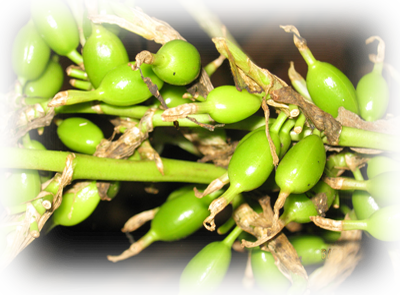 Bondades de la Naturaleza: Cardamomo: propiedades y beneficios