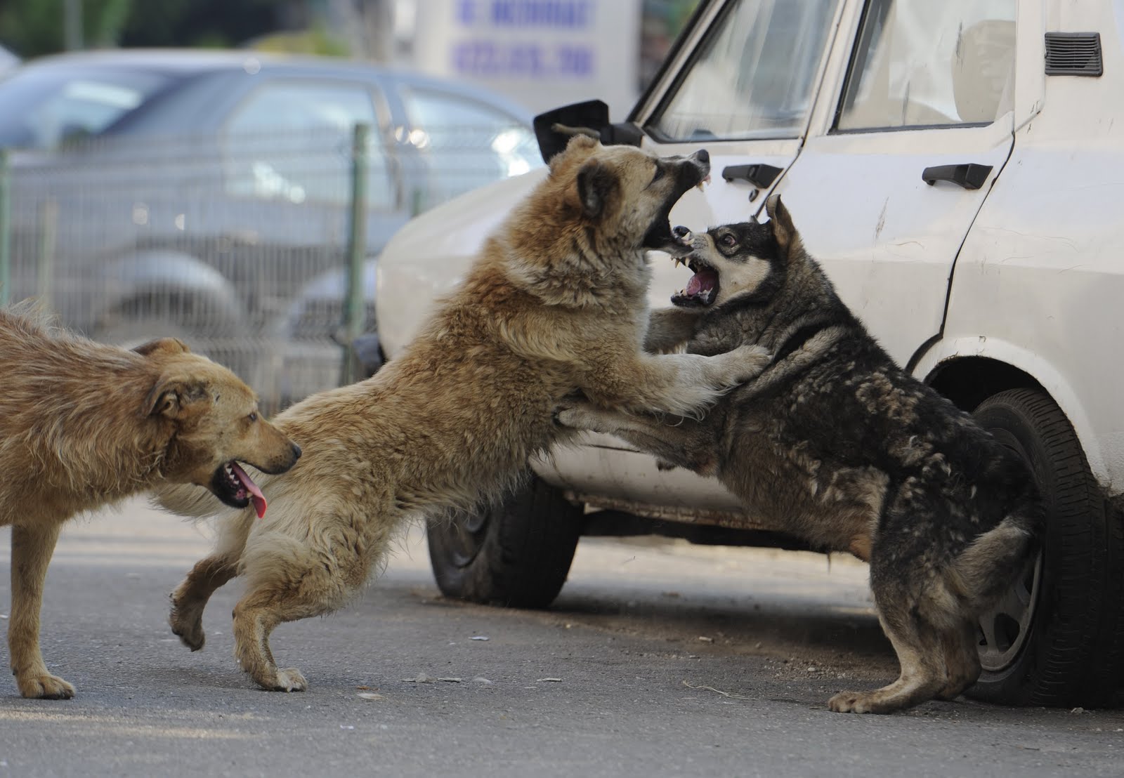 CRISTIAN NISTOR: CAINI COMUNITARI - BUCURESTI