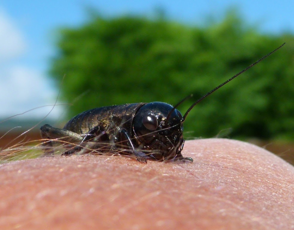 Faune Flore d'Ul: Sauterelles-Criquets-Grillons ,Ephippigères...
