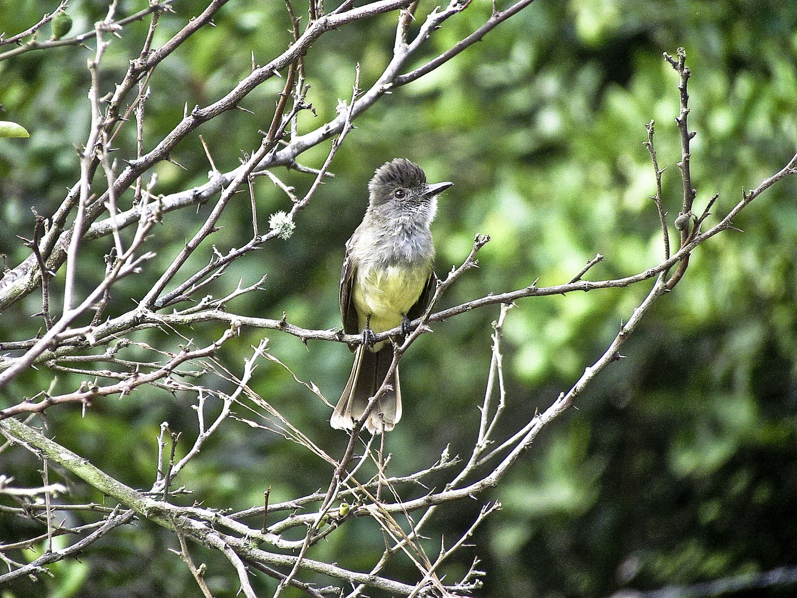 SONSO LAGOON BIRDWACHING COLOMBIA