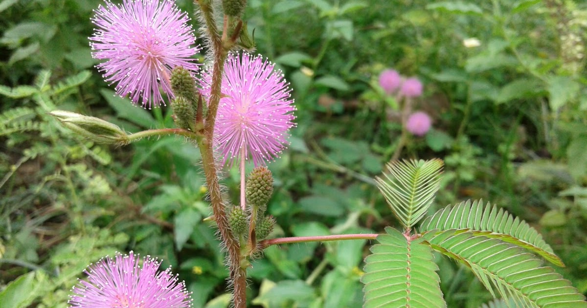 Keunikan Bunga Putri malu jika sentuh - Manfaat-Lab