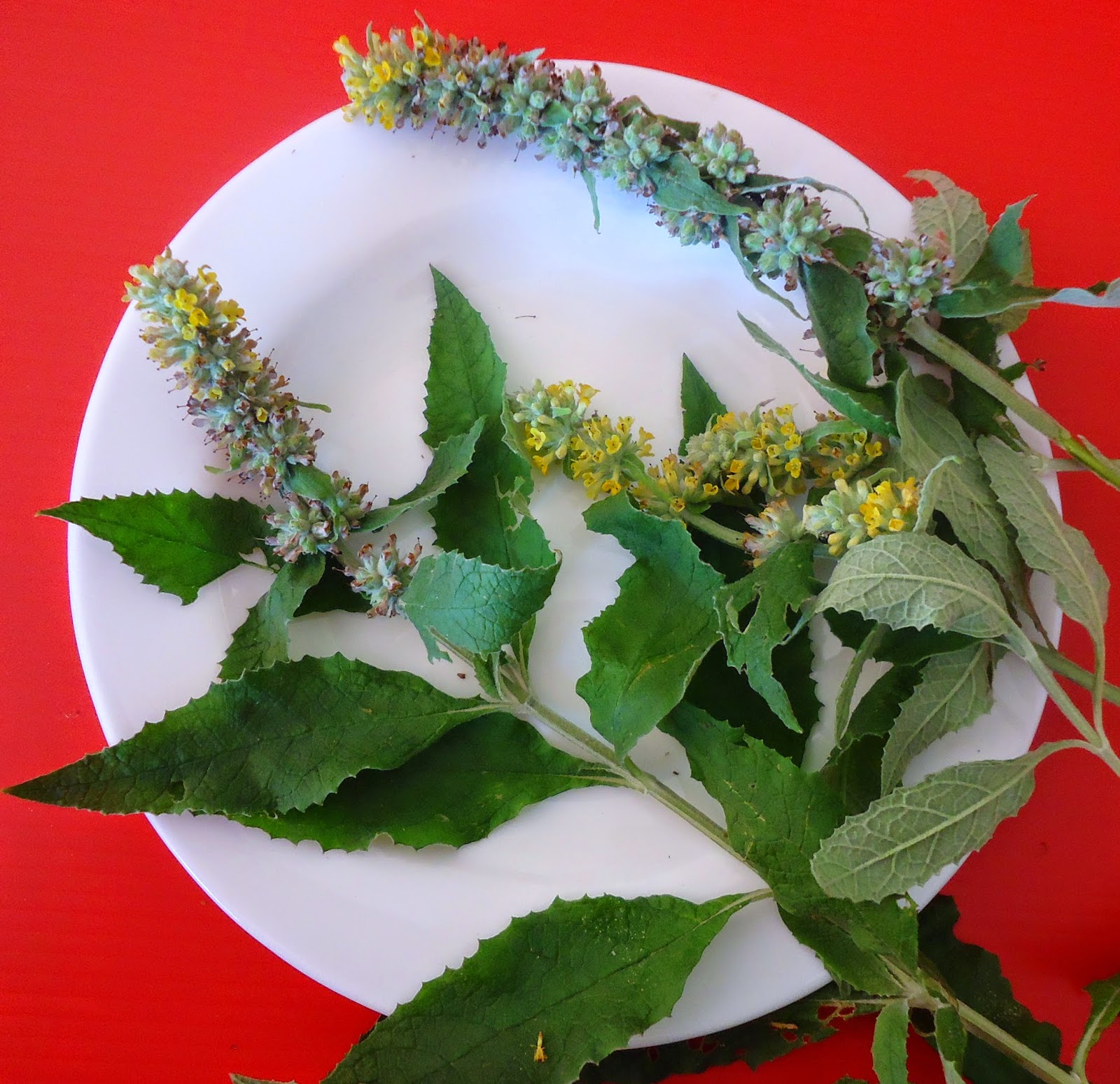 Argentina nativa: Cambará (Buddleja brasiliensis)
