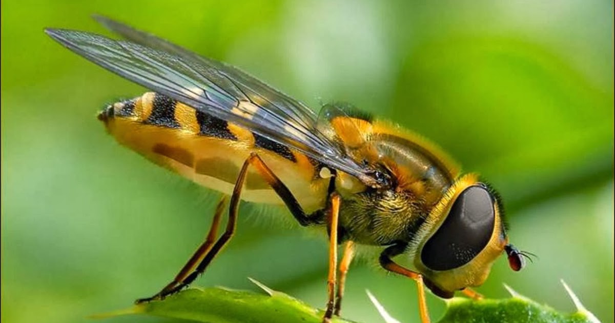 King's Christian School Biology: Subphlyum Hexoda: Class Insecta