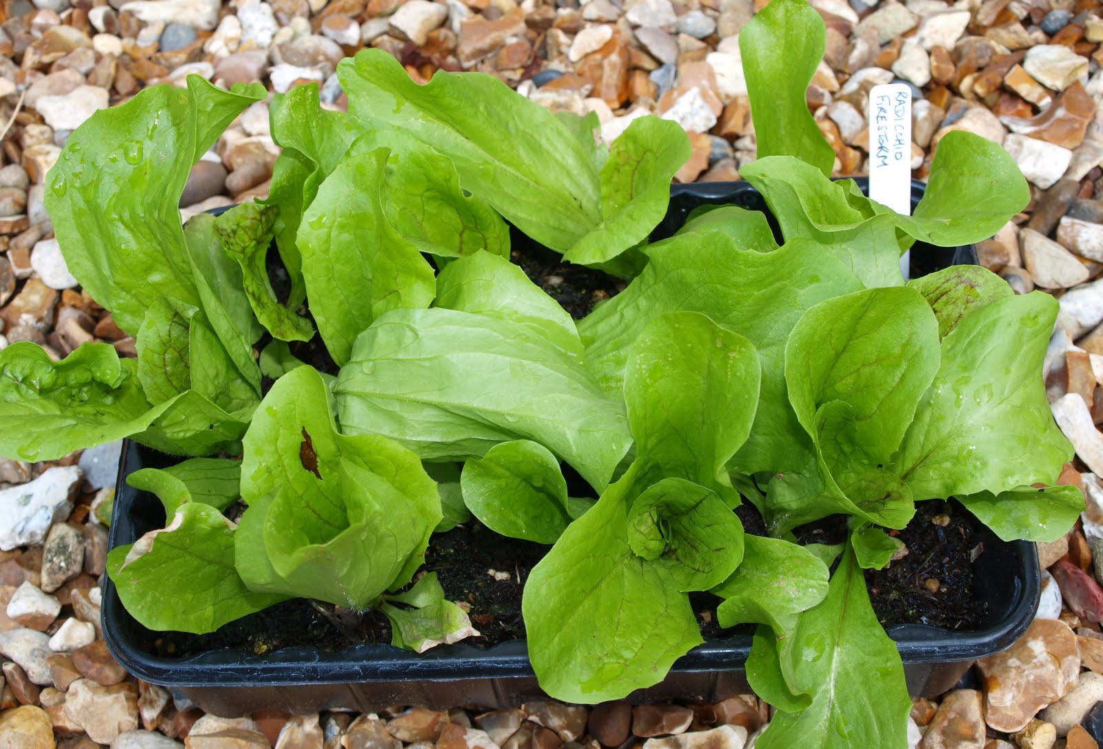 Mark's Veg Plot: Chicory "Firestorm" and Flower Sprouts