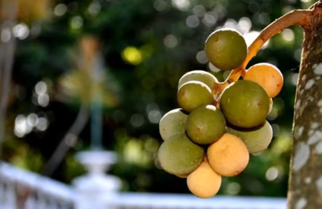 What is Duku Fruit? || Duku - FRUITS