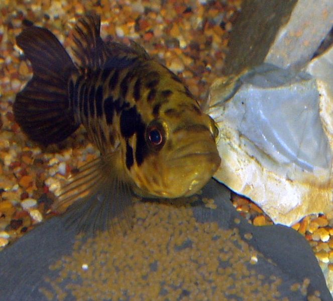 Fish Pictures: Jaguar cichlid, managuense cichlid - Parachromis managuensis