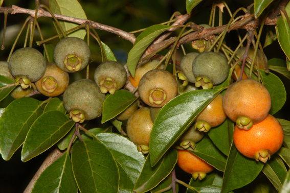 Belezas Naturais: Gabiroba
