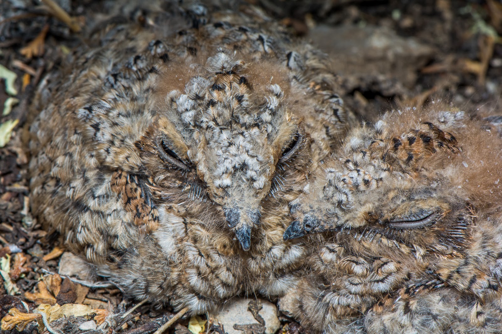 Common Poorwill Baby