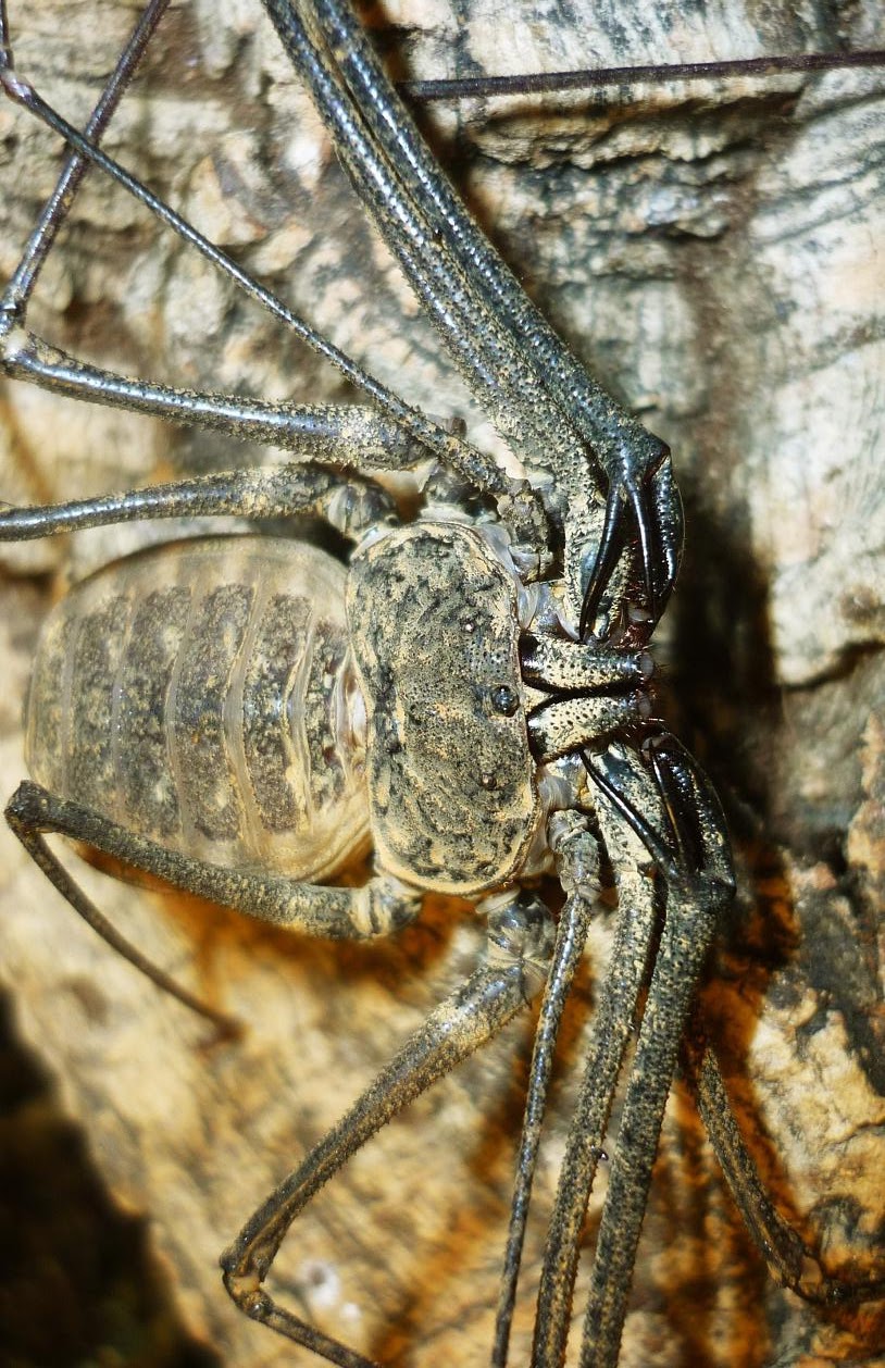 Guabá ~ Curiosidades y Mas