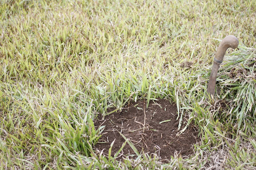 Evergreen Resources Tree Farm: Easy Steps In Planting Falcata Tree