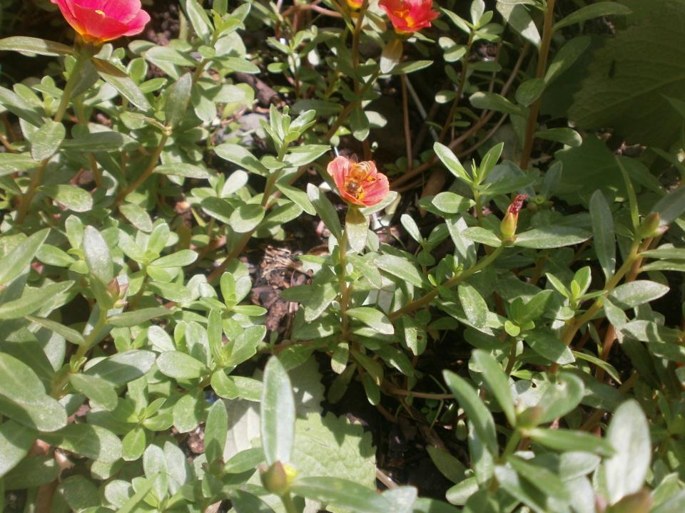 Photography with Dr. Ernie.: Flowers: Alusiman or Portulaca Amilis ...