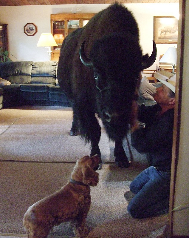 The Jungle Store: Bailey the Pet Buffalo