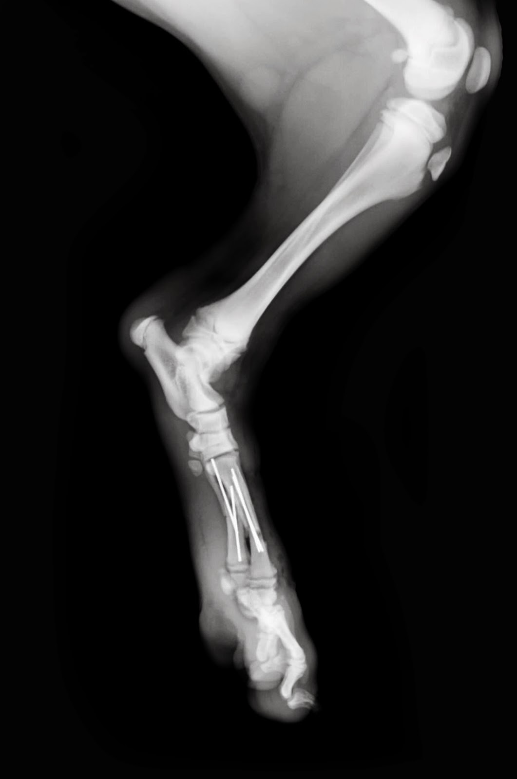 ARTROVET: Fractura de metatarsos