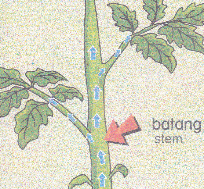 Sains Informasi: Fungsi Bahagian-bahagian Tumbuhan