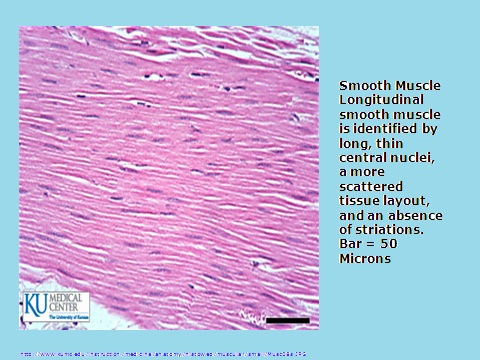 Biopedia: Practicals