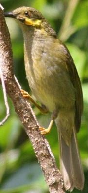 Tongan Tropical Moist Forests: Avifauna