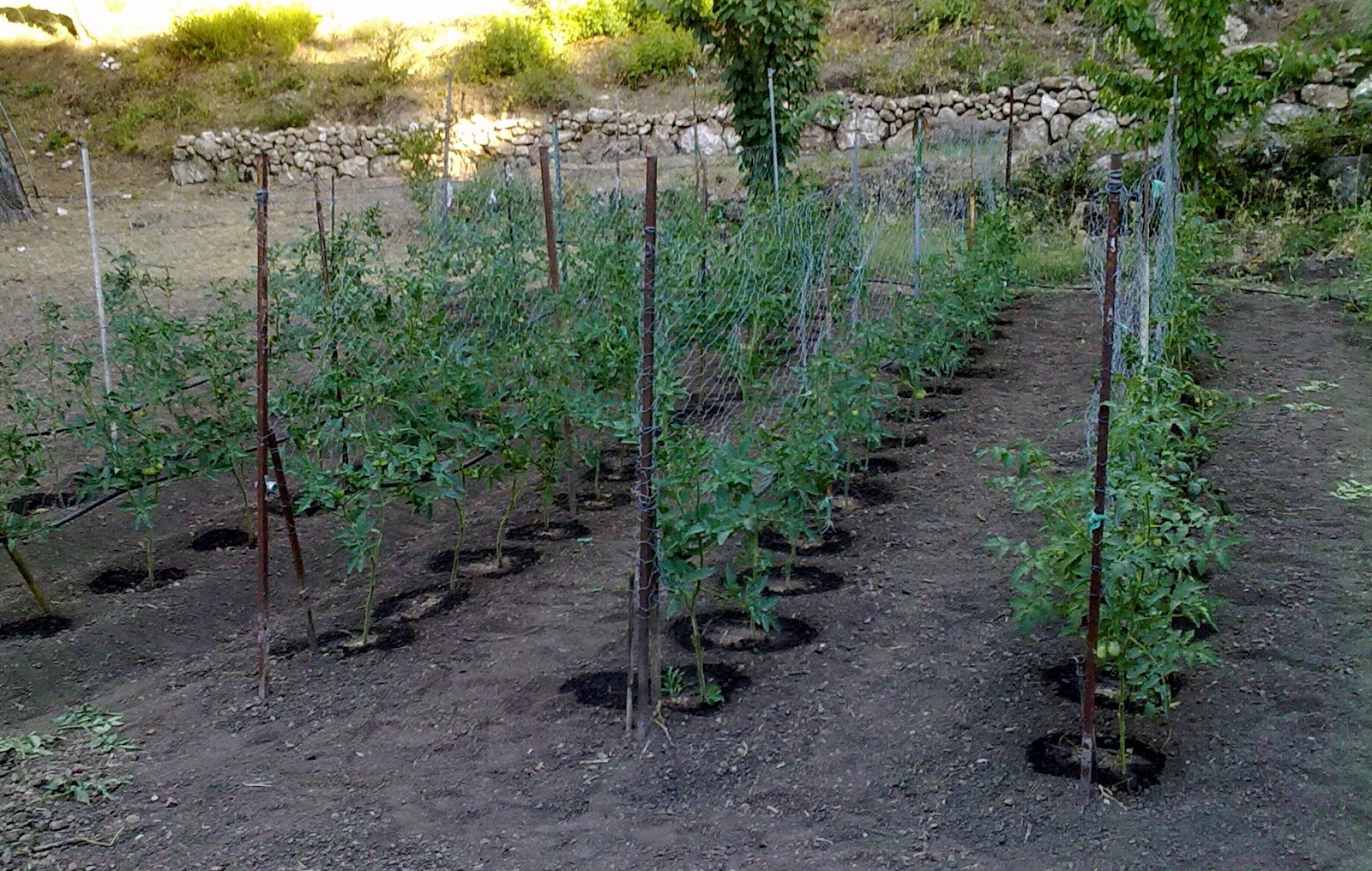 El Huerto de Otiñar: Tutores.