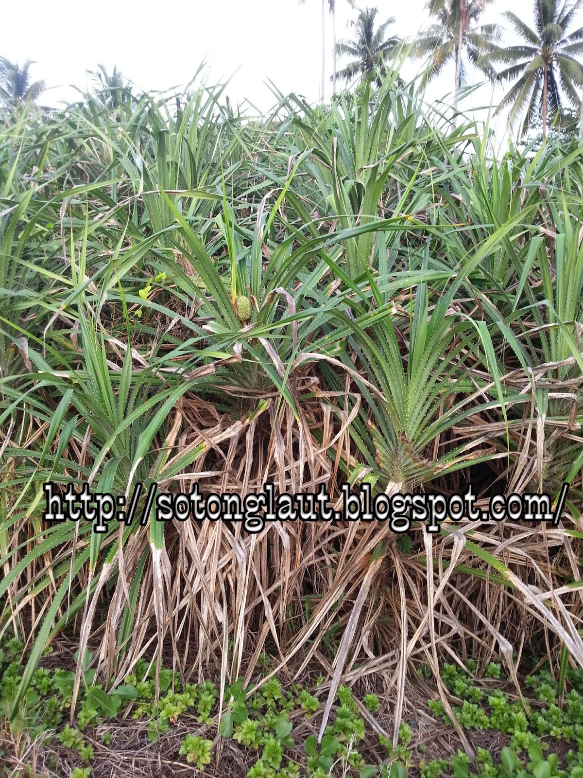 Sotong: Mengkuang Laut