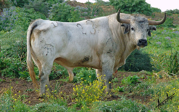 Toreo en Red Hondo: PINTAS DEL TORO DE LIDIA (4): EL TORO PERLINO