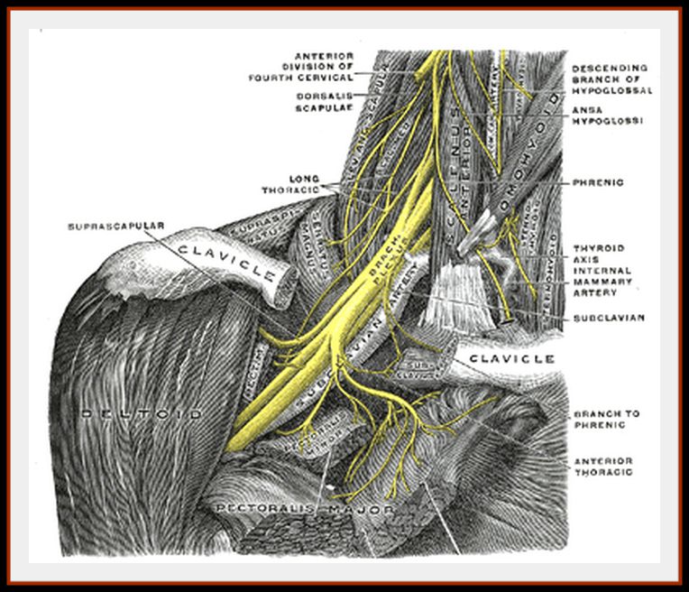 truthlady3: Dermatomes Dermal Segmentation