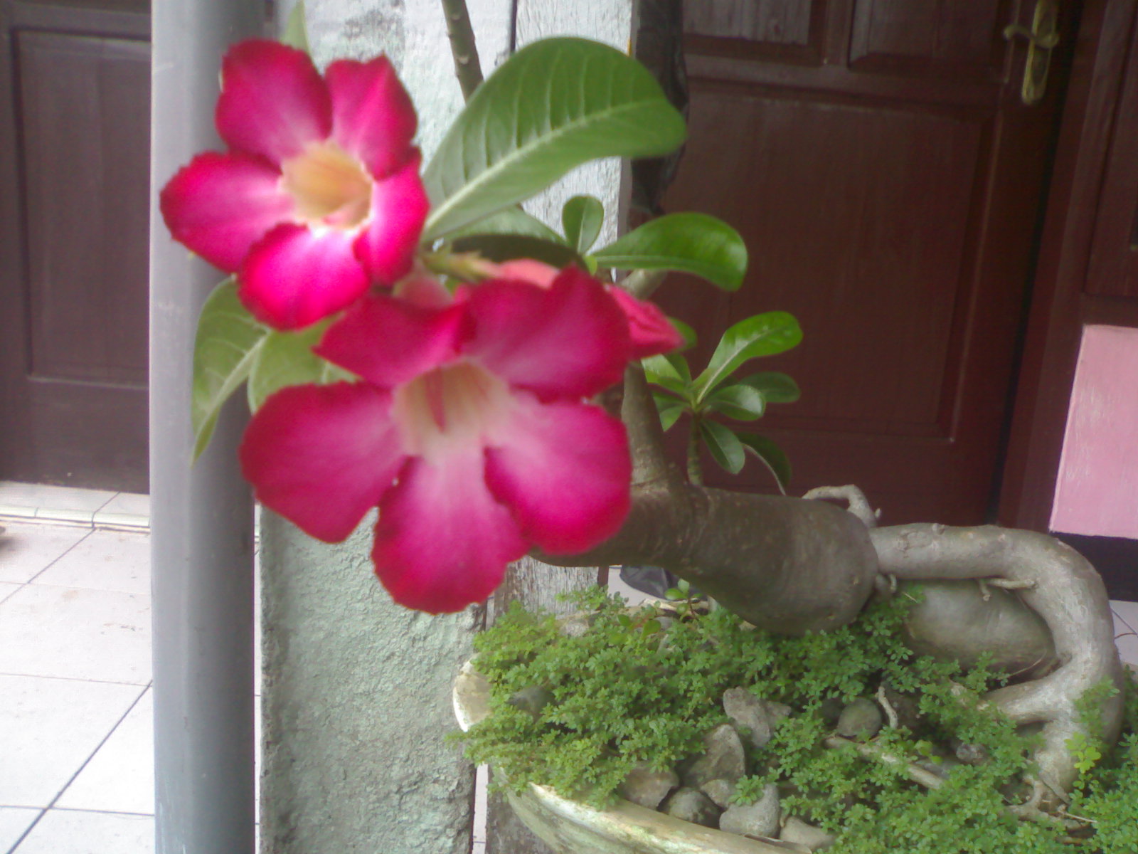 ANEKA MACAM BONSAY BUNGA KAMBOJA