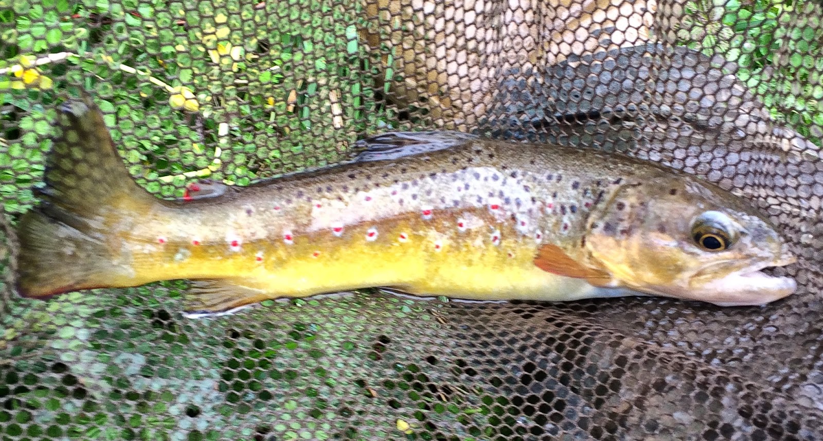Dry Fly 'Expert': Opening Day - Peacock Fly Fishing Club - Haddon ...
