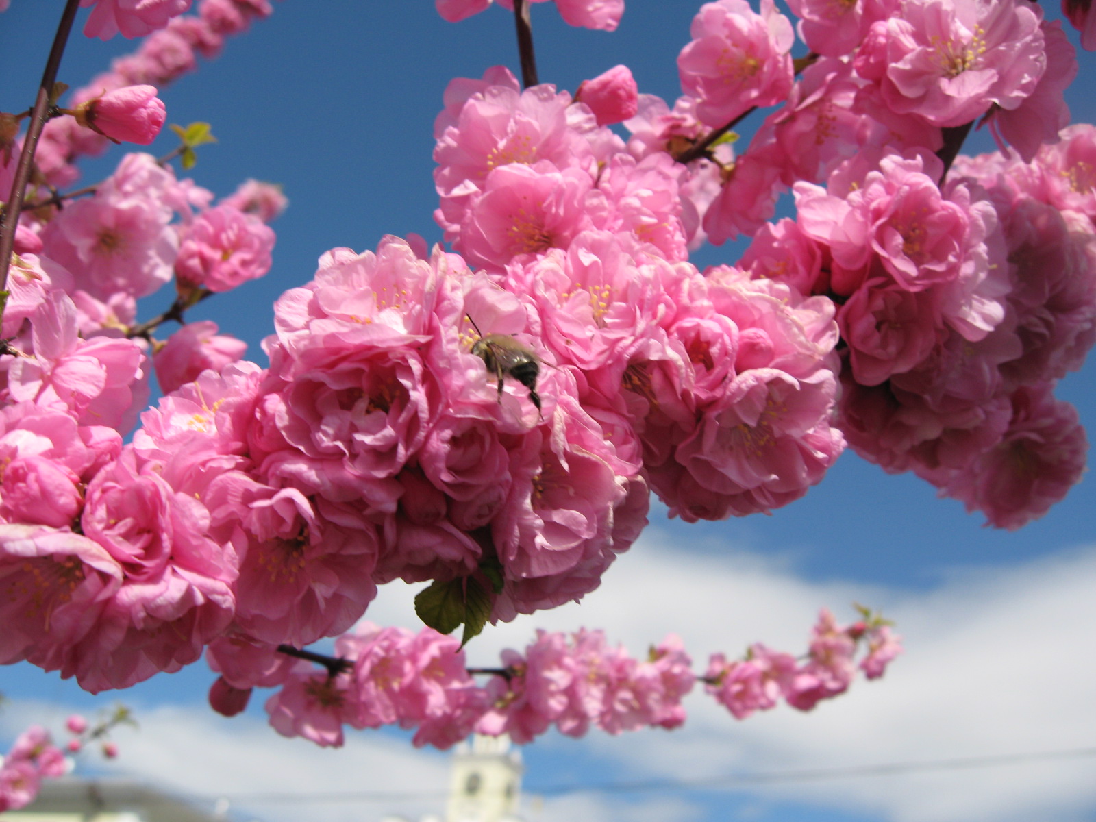 I saw beauty...: Сакура