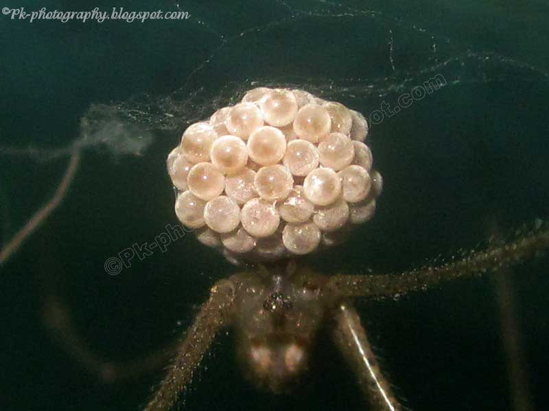 Spiders With Egg Sacs | Nature, Cultural, and Travel Photography Blog
