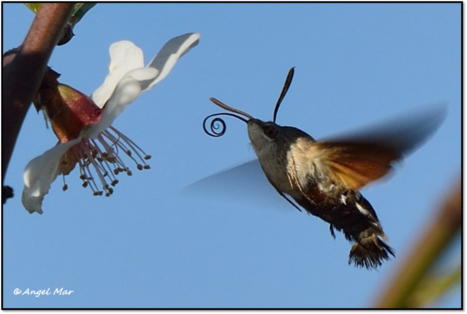 Butterflies and Dragonflies: Macroglossum stellatarum (Polilla Esfinge ...