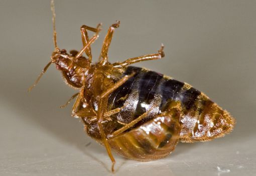 1000 temas de que hablar: Los 15 Insectos mas Extraños del Mundo