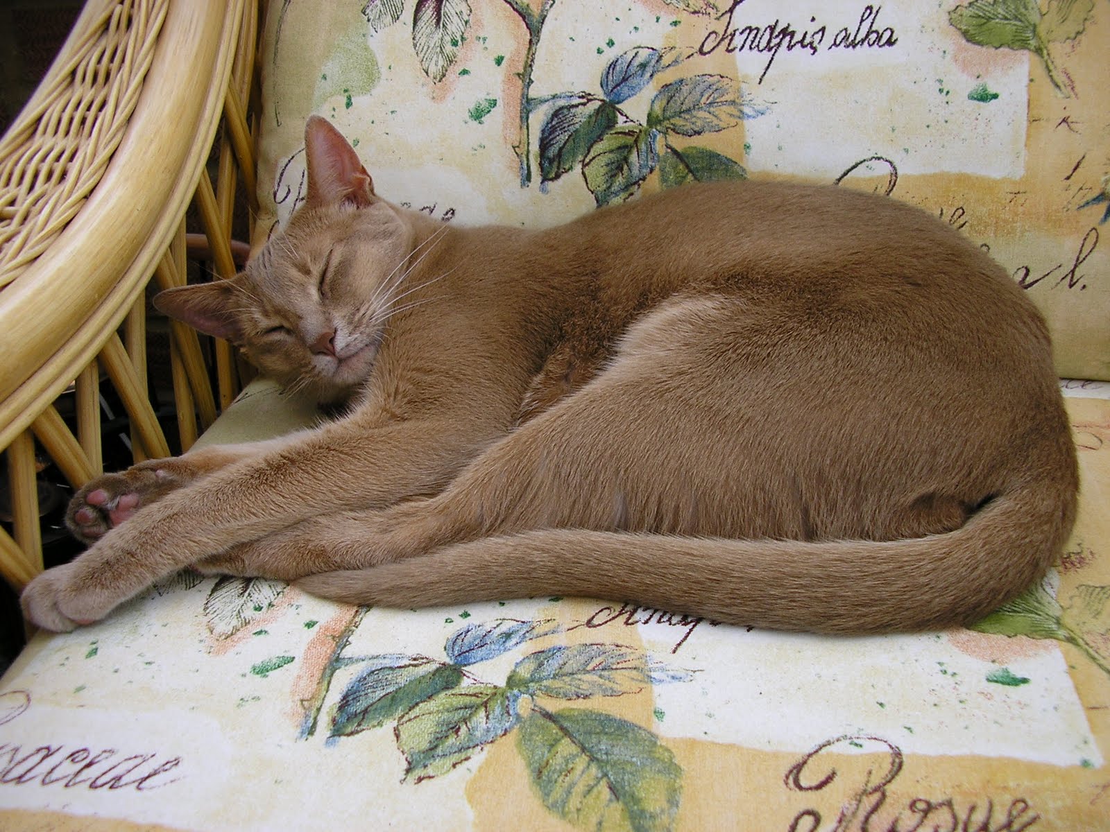Four Abyssinian Cats: Lazing on a Sunday Afternoon