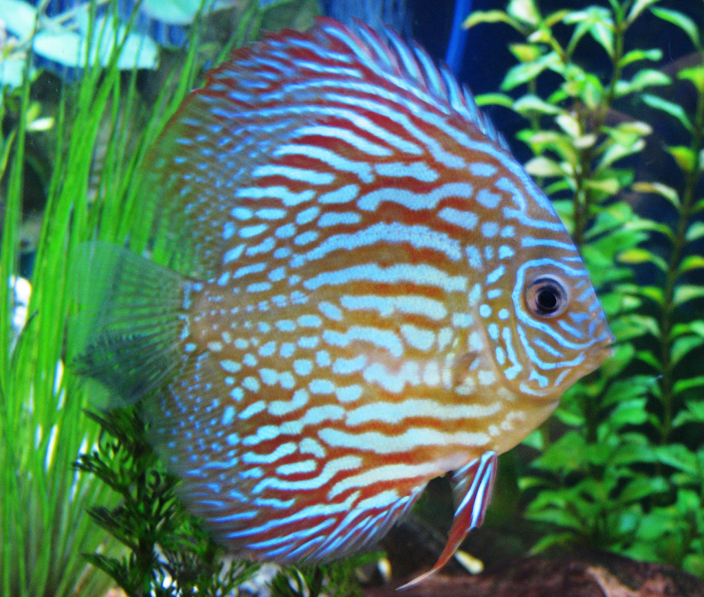PESONA IKAN DISCUS