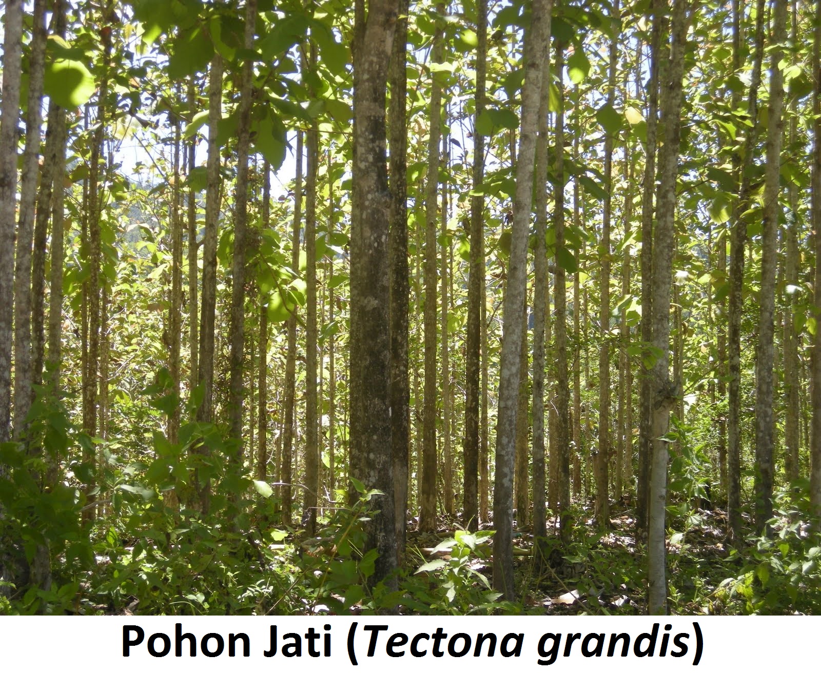 Persebaran Flora di Dunia | MATSAMUKA