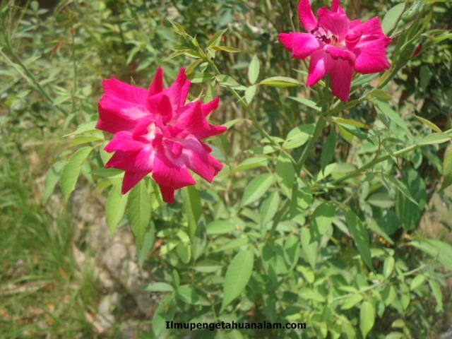 Ciri Khusus Bunga Mawar dan Fungsinya | Materi dan Soal Biologi