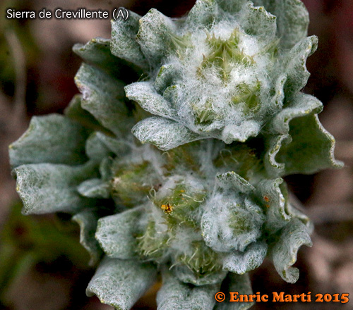 Asteraceae: Filago congesta - Flores Silvestres del Mediterráneo