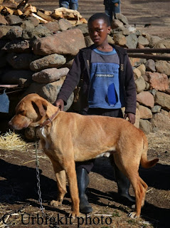 Stephen Bodio's Querencia: Big dogs of Lesotho