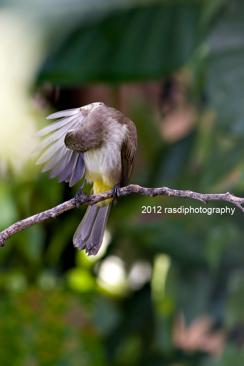 rasdiphotography l Taiping Photographer: Burung Merbah Kapur (Yellow ...