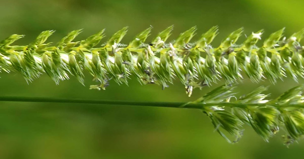 Taxonomic Collections: Grasses