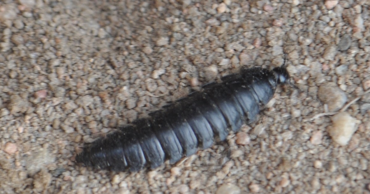 ZOOTOGRAFIANDO (6.096 ANIMALS): CALOSOMA (Calosoma sp)