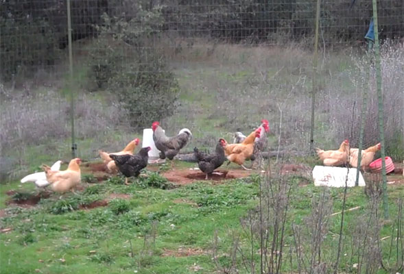 Chicks and Weeds: What chicken breed should I get?