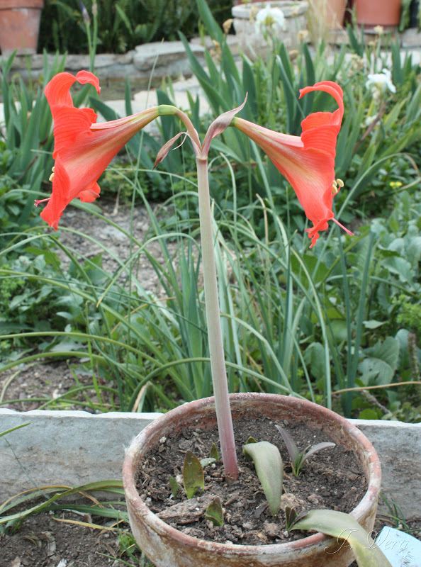 Un jardín en Málaga: hippeastrum striatum petiolatum 2012