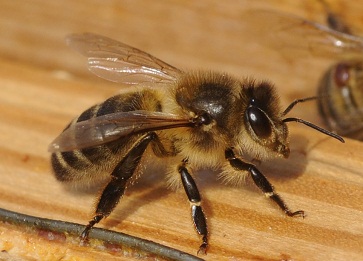 La Fraternidad de los Apicultores: Teo