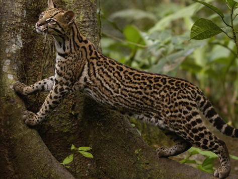 Ocelot Animal | Facts Information & Latest Pictures | All Wildlife ...