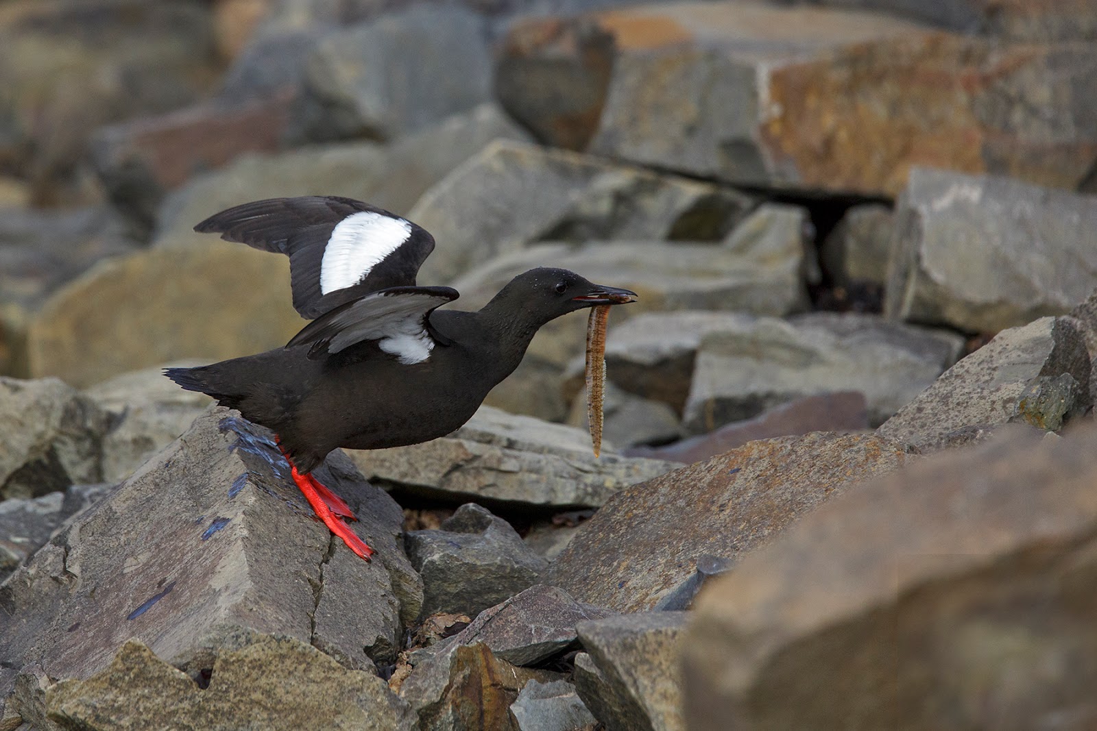 Natuurfotografie: Zwarte Zeekoet vangt Puitaal.