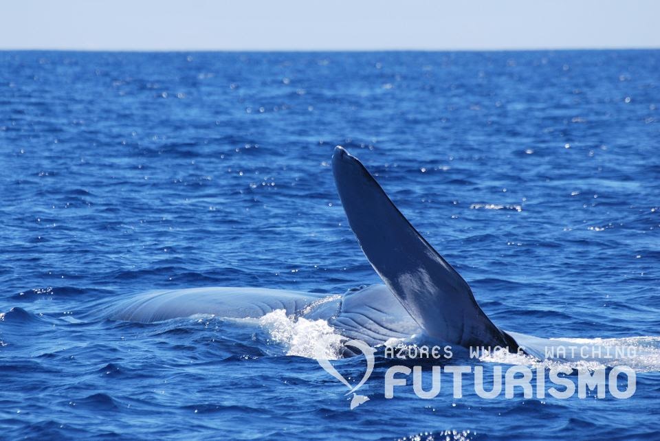 Blue whale pectoral fin slapping!!! (21 April morning tour) - Azores Whales