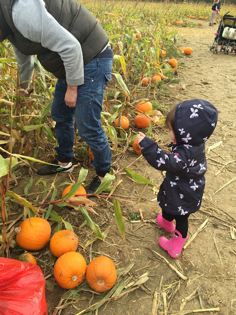 Bistro Becs and Family: Pumpkin Picking at The Pumpkin Patch, Basildon ...