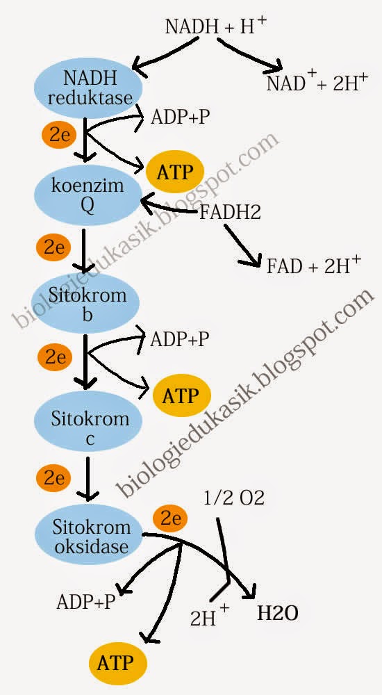 Tahapan Rantai Transport Elektron Membentuk 34 ATP - Biologi Edukasi ...